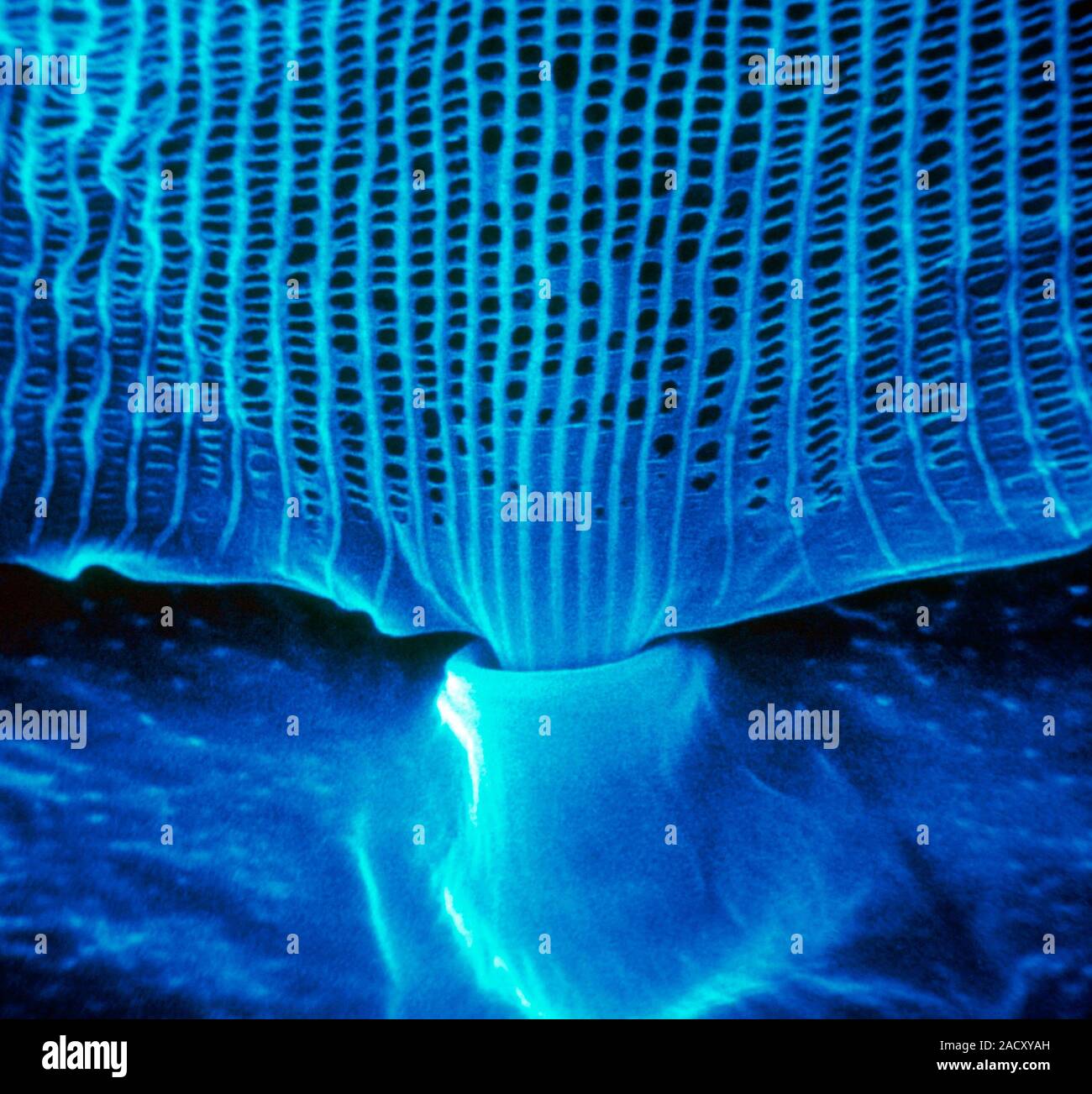 Coloured scanning electron micrograph (SEM) of a scale on the wing of a ...