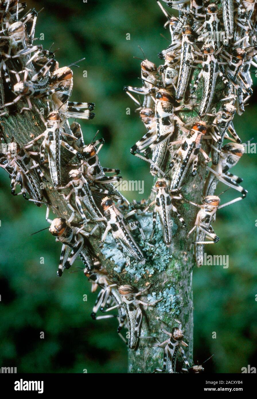Desert locust nymphs (Schitocerca gregaria) on a plant. These nymphs ...