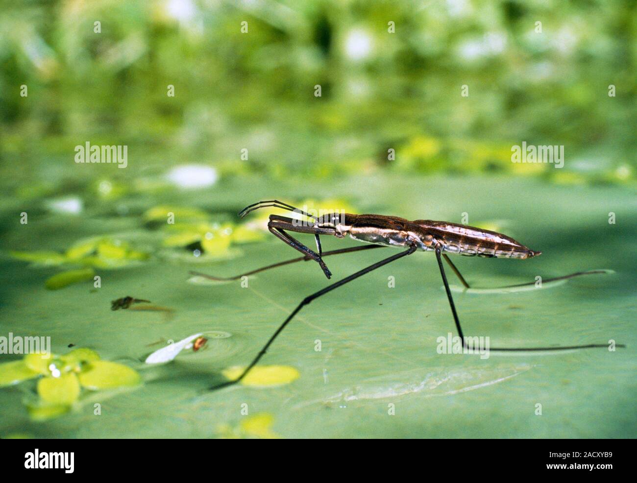 Pond skater (Gerris najas) on the surface of a pond Stock Photo - Alamy