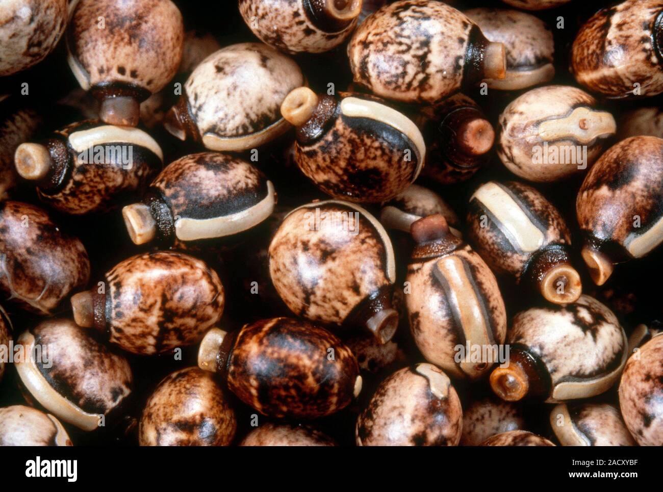 Eggs of spiny leaf insect (Extatosoma tiaratum). These eggs mimic seeds ...