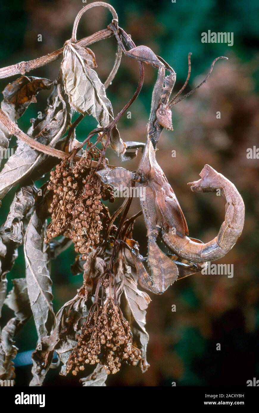 Spiny leaf insect (Extatosoma tiaratum) camouflaged on a plant. This ...