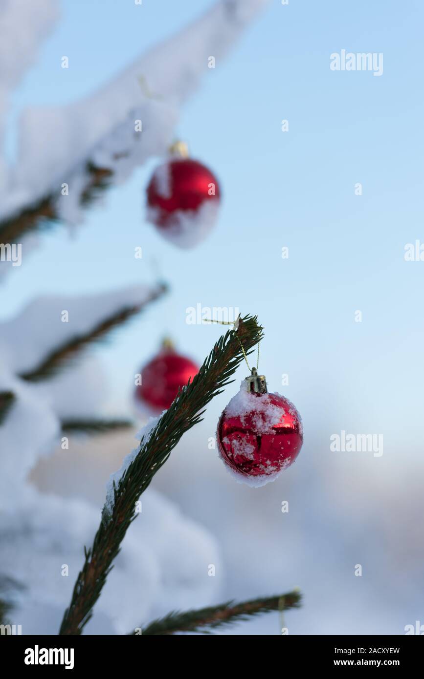 christmas balls on pine tree Stock Photo - Alamy