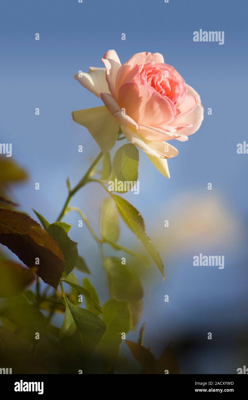 Rosa 'Eden' flower Stock Photo - Alamy