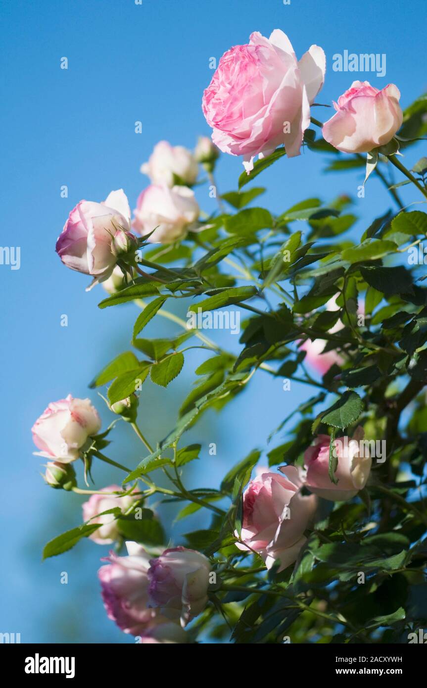 Rosa 'Eden' flowers Stock Photo - Alamy