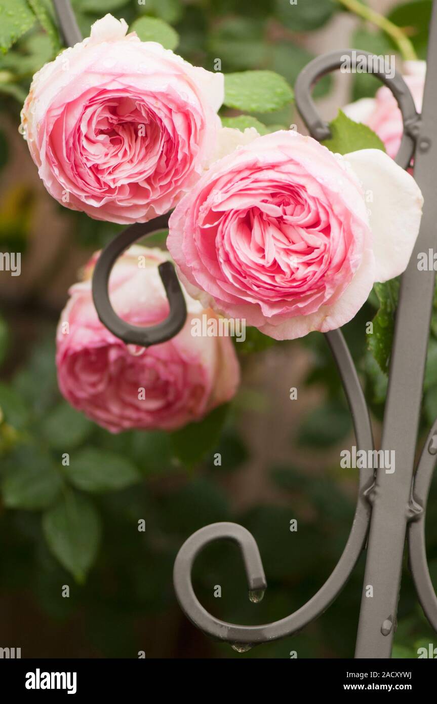 Rosa 'Eden' flowers Stock Photo - Alamy