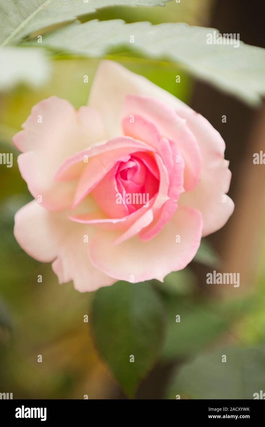 Rosa 'Eden' flower Stock Photo - Alamy