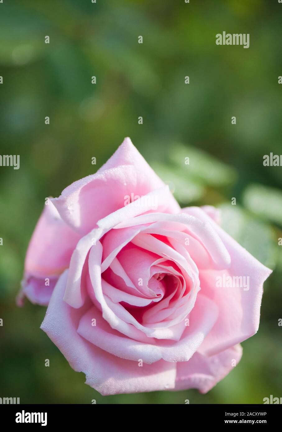 Rosa 'Frederic Mistral' flower Stock Photo - Alamy