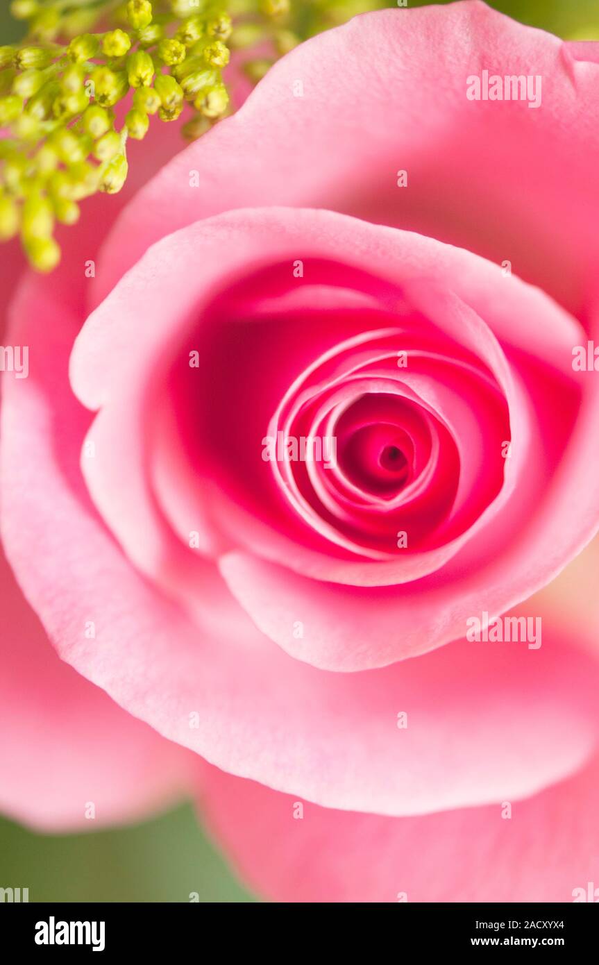 Rosa sp. flower Stock Photo - Alamy