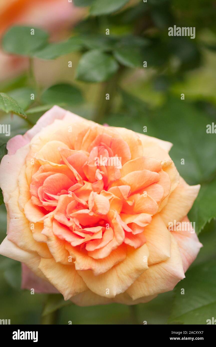 Rosa 'Alchymist' flower Stock Photo - Alamy