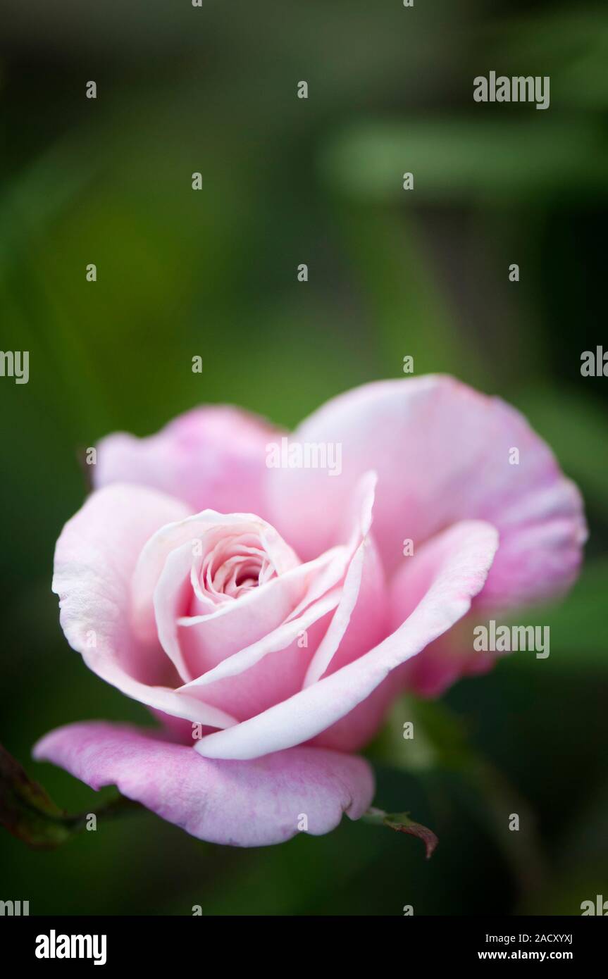 Rosa 'Madame Antoine Mari' flower Stock Photo - Alamy
