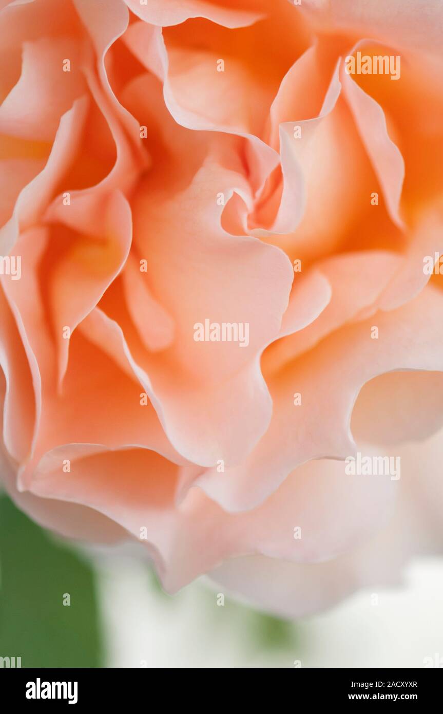 Rosa 'Polka' flower Stock Photo - Alamy