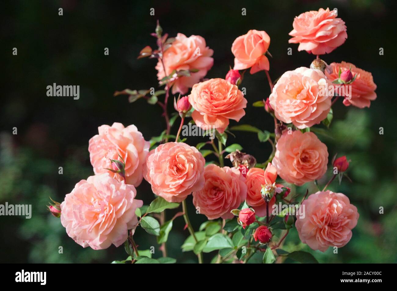 Rosa 'Louise Clements' flowers Stock Photo - Alamy
