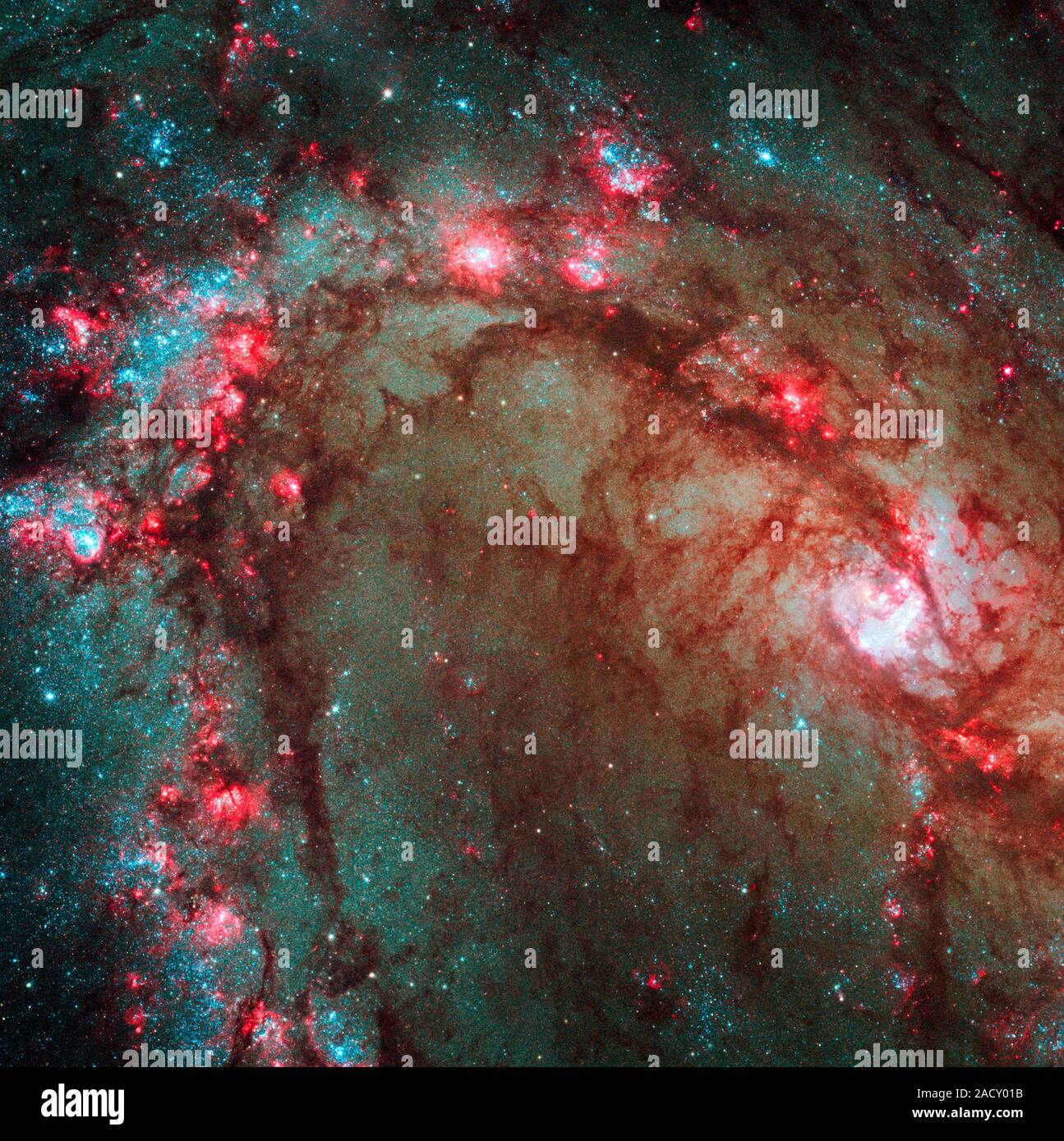 Starbirth in M83 galactic arm, Hubble Space Telescope (HST) image. This ...