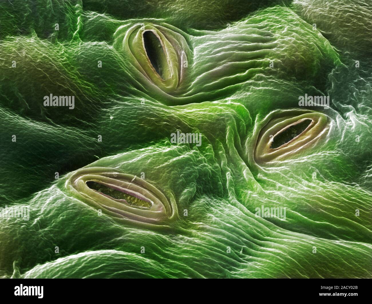 Scanning electron micrograph (sem) of lilac leaf stomata (Syringa ...