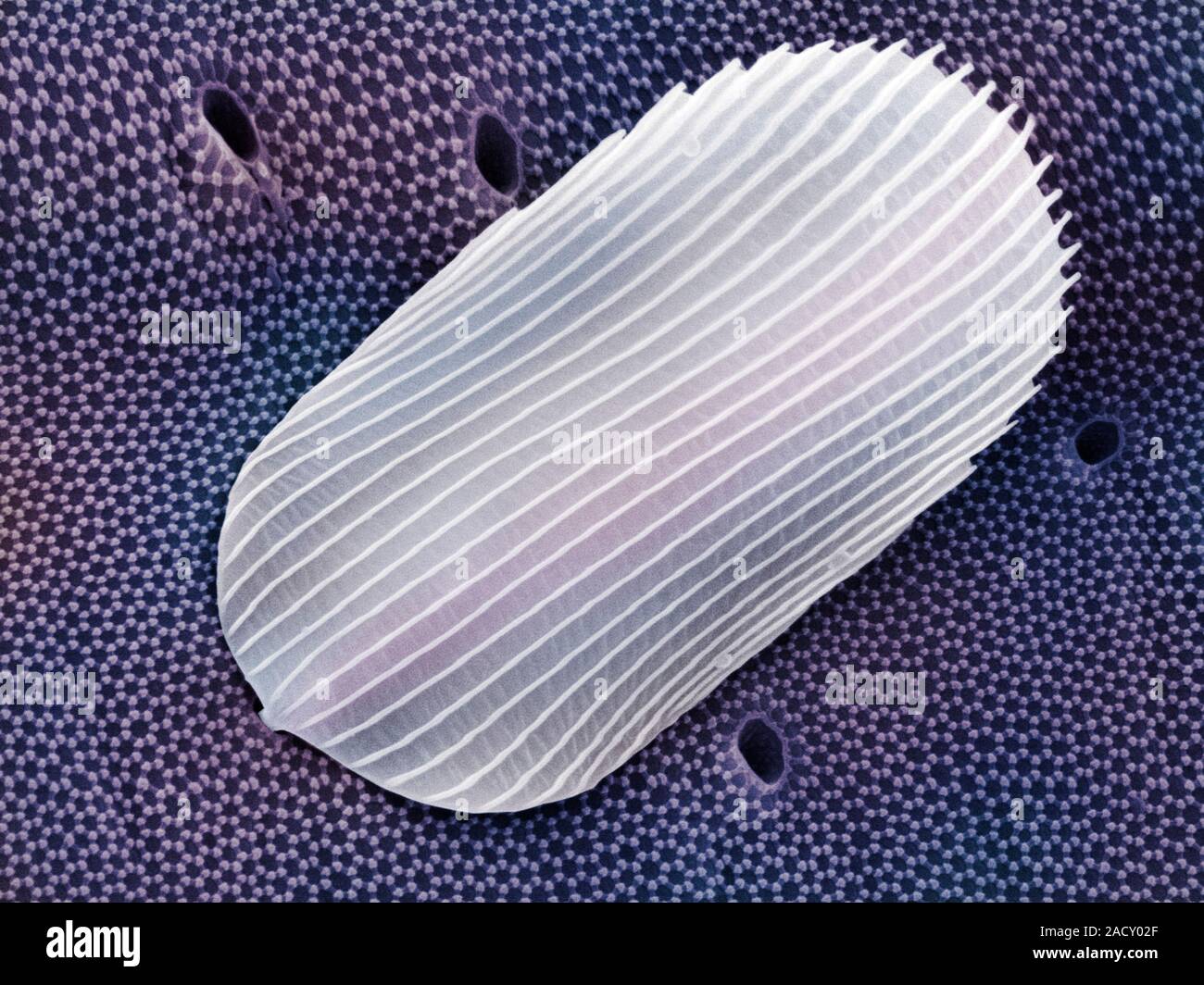 Scanning electron micrograph (sem) of a Springtail scale (order ...