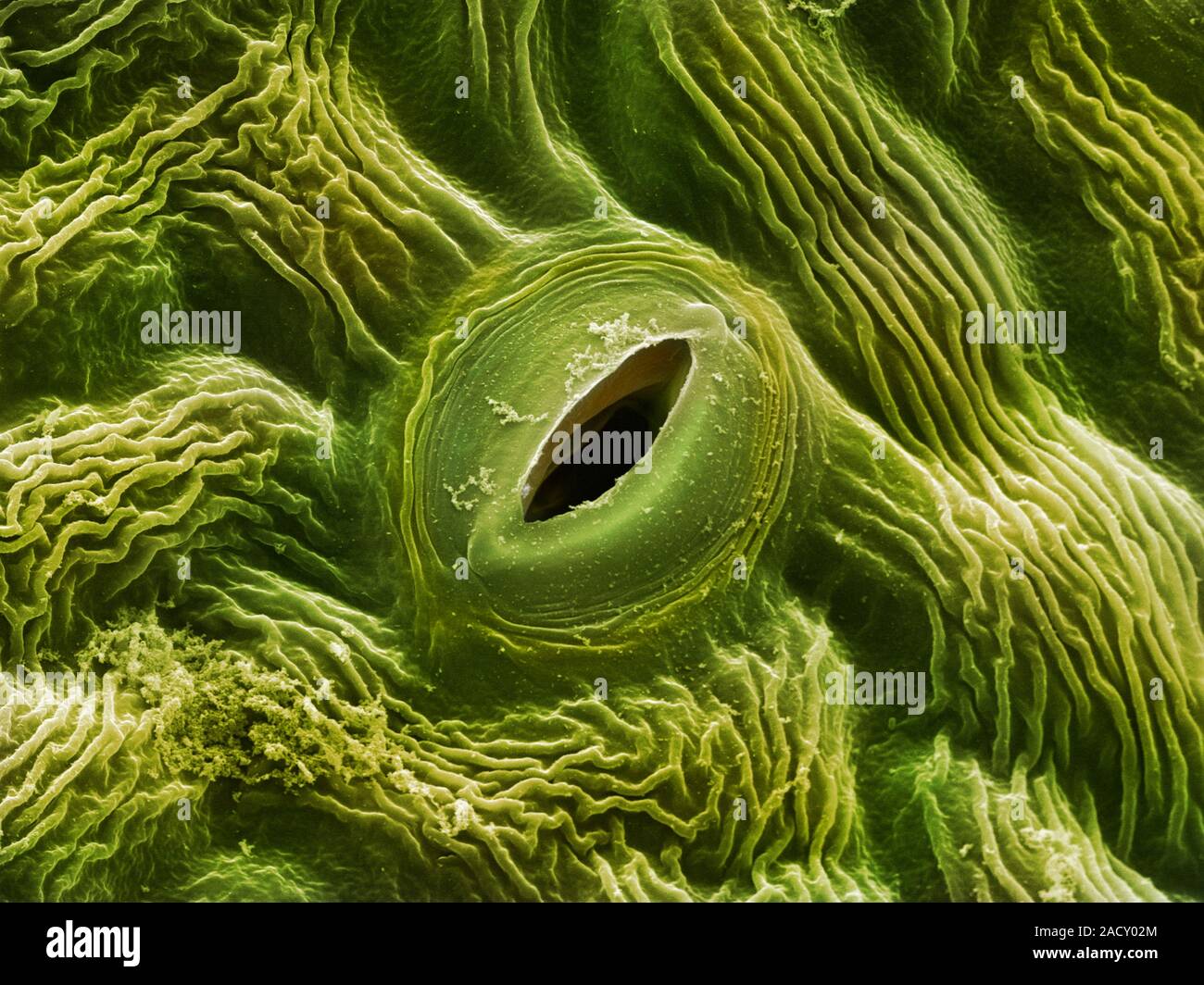 Scanning electron micrograph (sem) of a stoma on an elder tree leaf ...