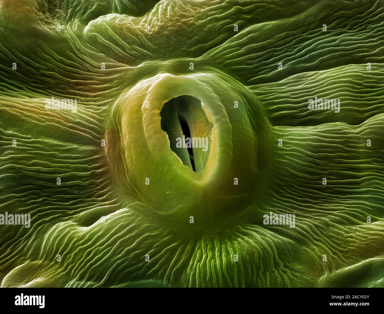 Scanning electron micrograph (sem) of a open stoma on an ash tree leaf ...