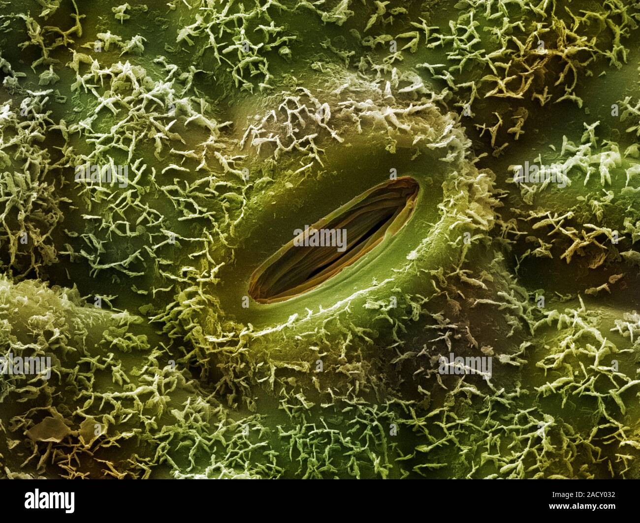 Scanning electron micrograph (sem) of an oak leaf stoma (Quercus robur ...