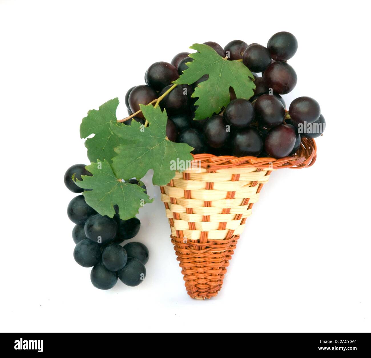 Grapevine isolated on white background Stock Photo - Alamy