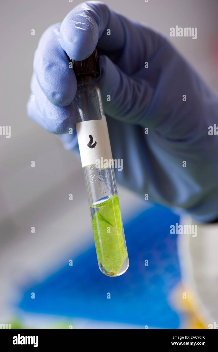 Lettuce pollution research. Close-up of a researcher examining the ...