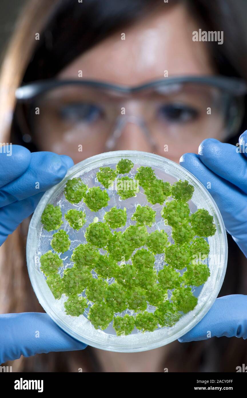 Thale cress pollution research. Researcher holding up a petri dish with ...