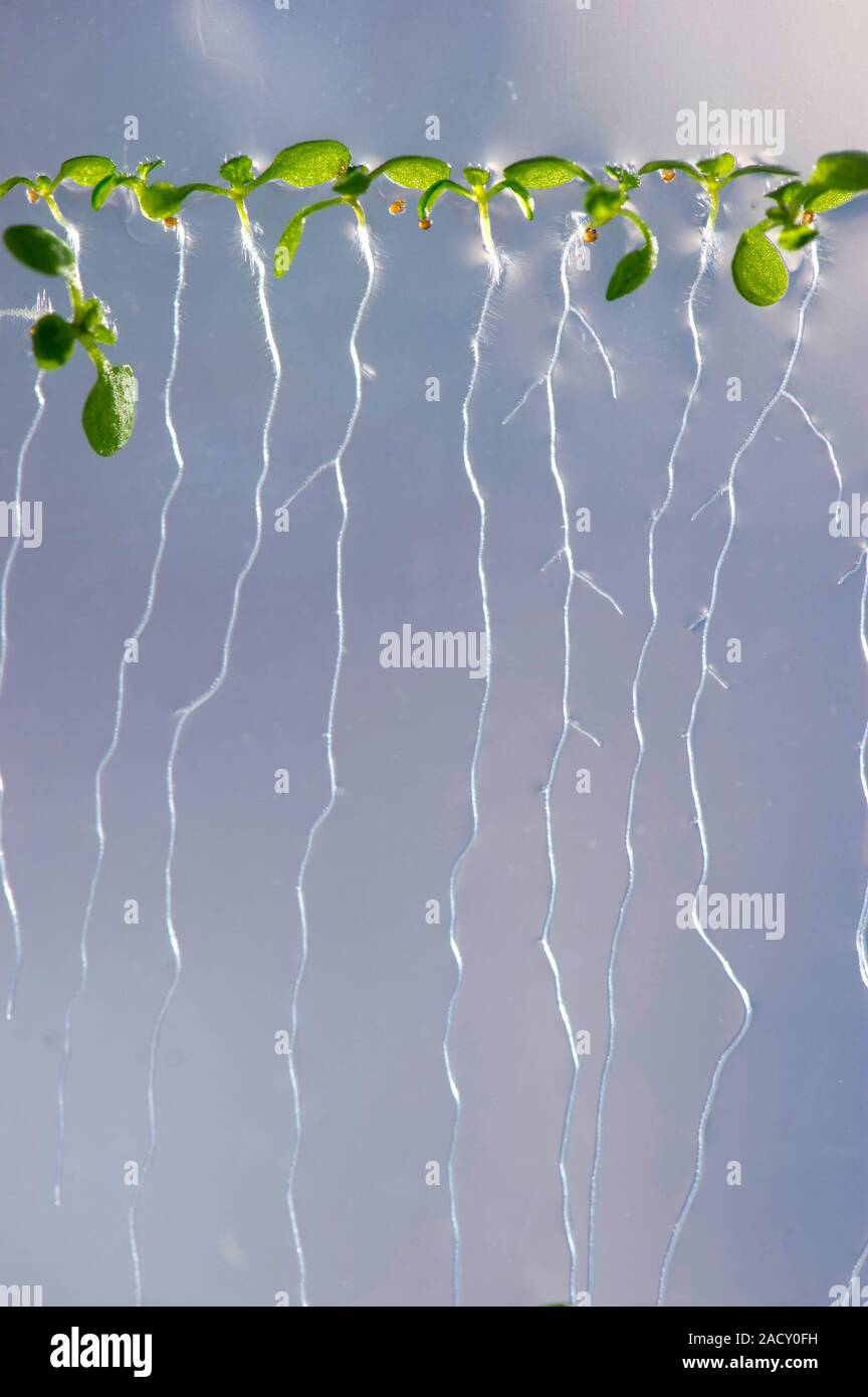 Thale cress pollution research. Close-up of thale cress (Arabidopsis ...