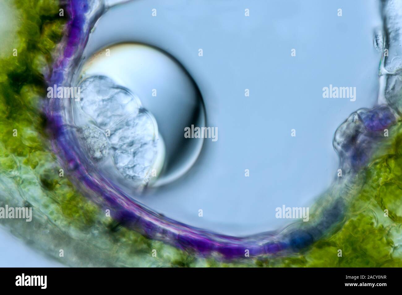 Light micrograph of a thin section through Lavandula angustifolia ...