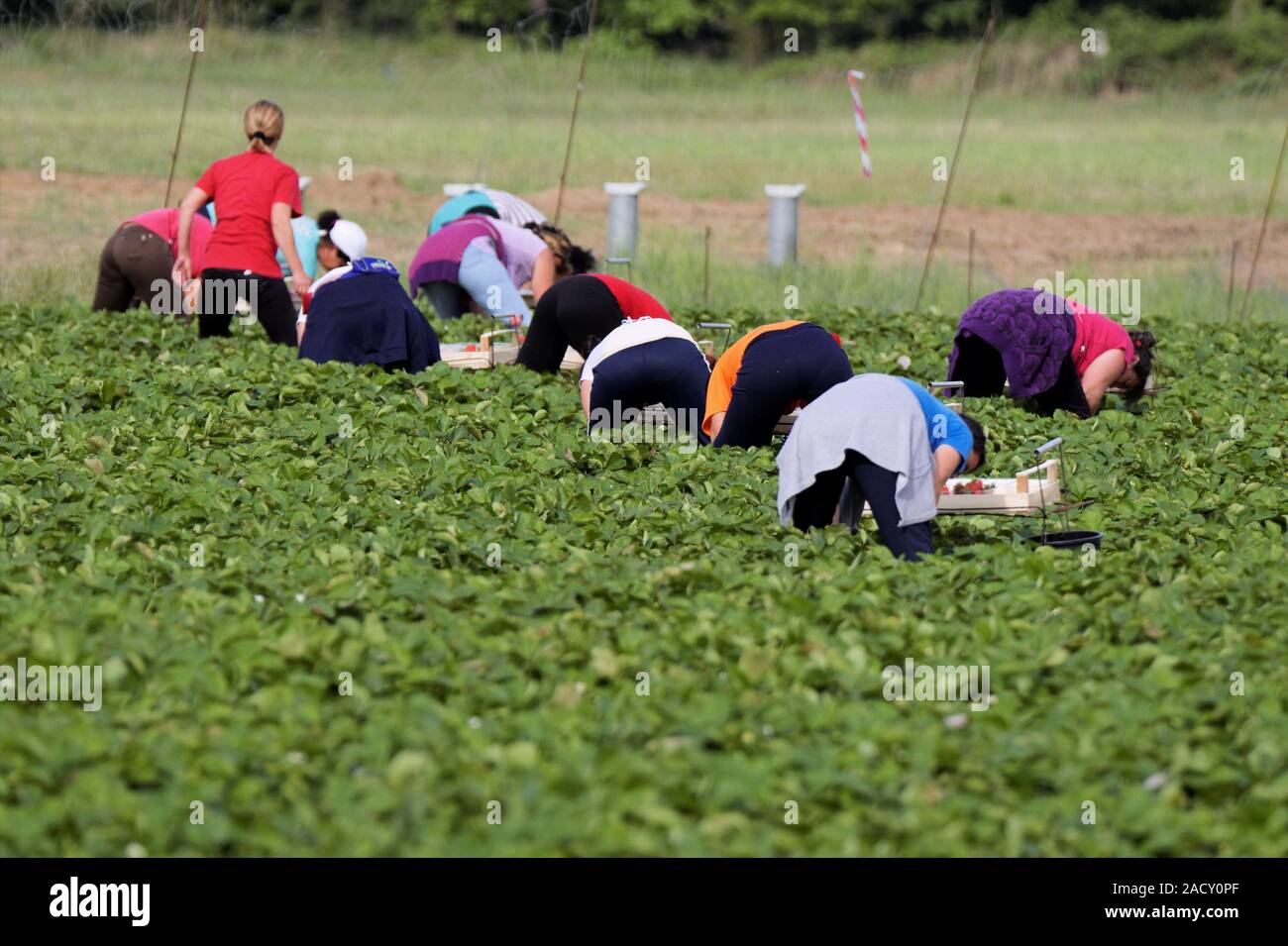 Harvesters hi-res stock photography and images - Alamy
