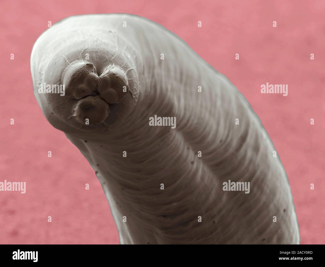 Ascaris roundworm, coloured environmental scanning electron micrograph ...