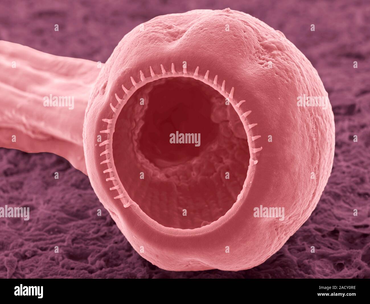 Chabertia roundworm, coloured environmental scanning electron ...