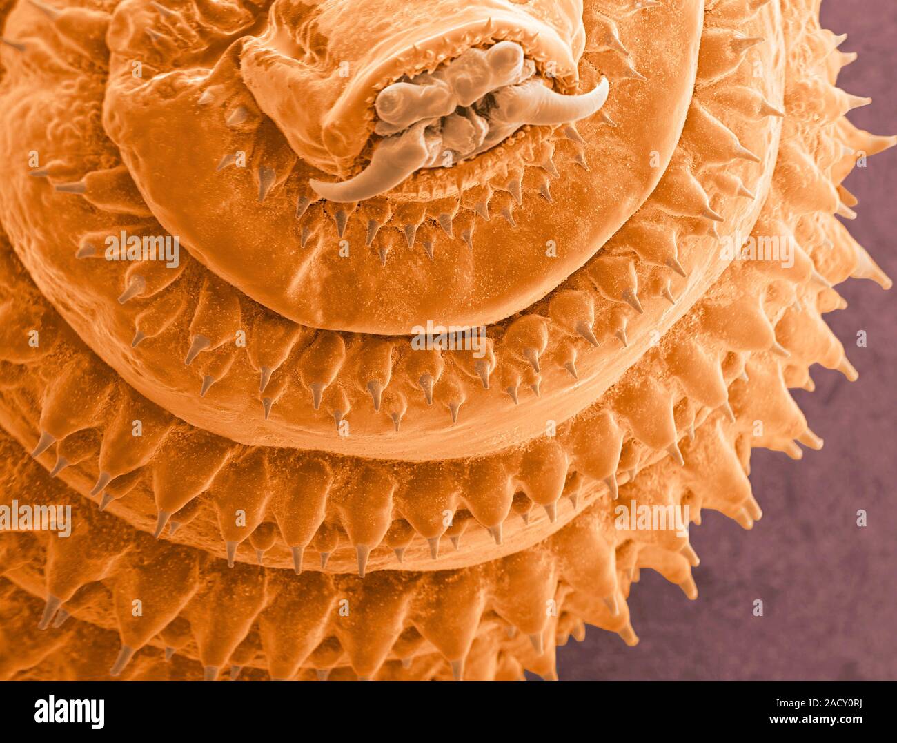 Gasterophilus parasitic fly larva, coloured environmental scanning ...