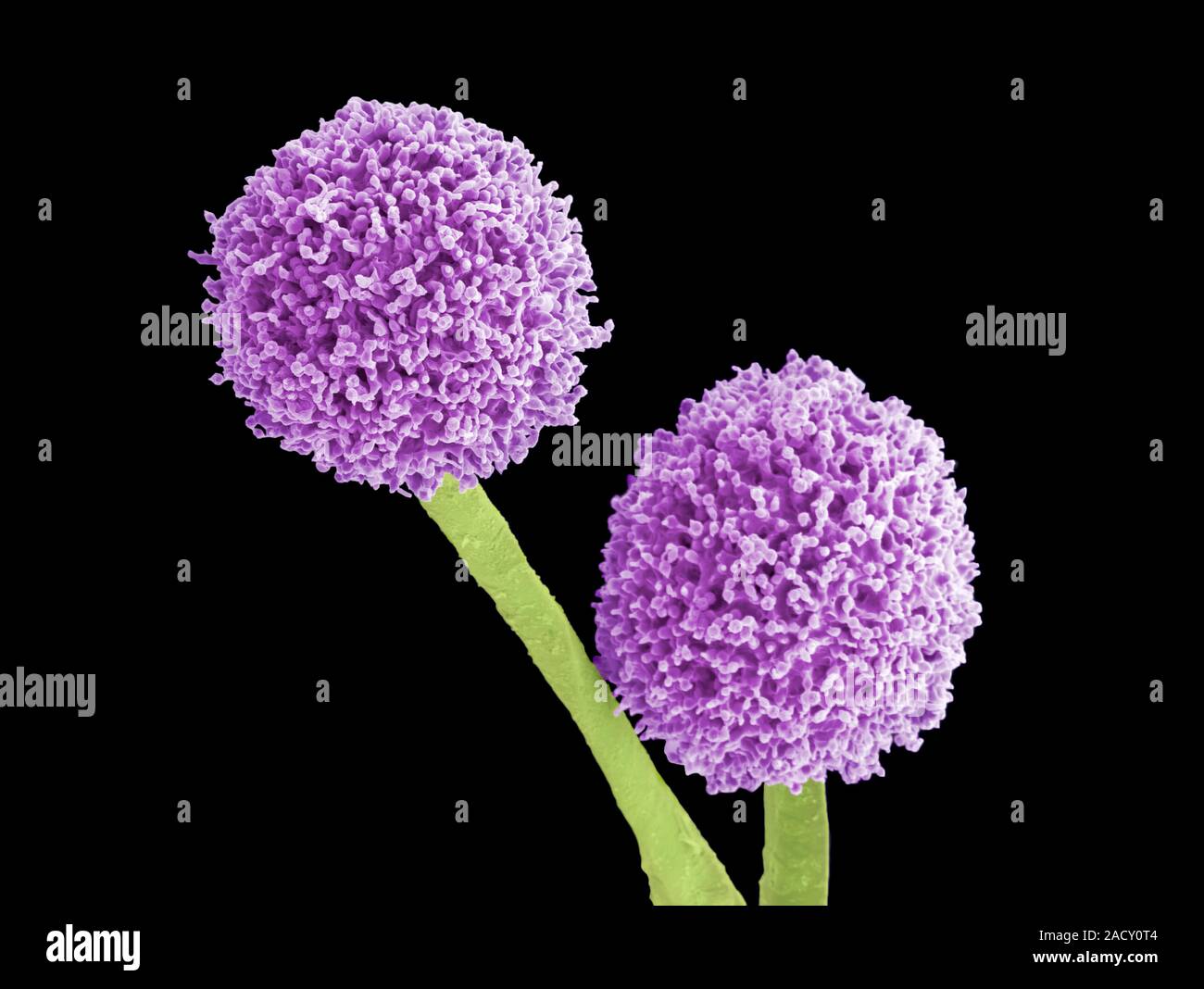 Aspergillus fungus conidiophores, coloured environmental scanning ...