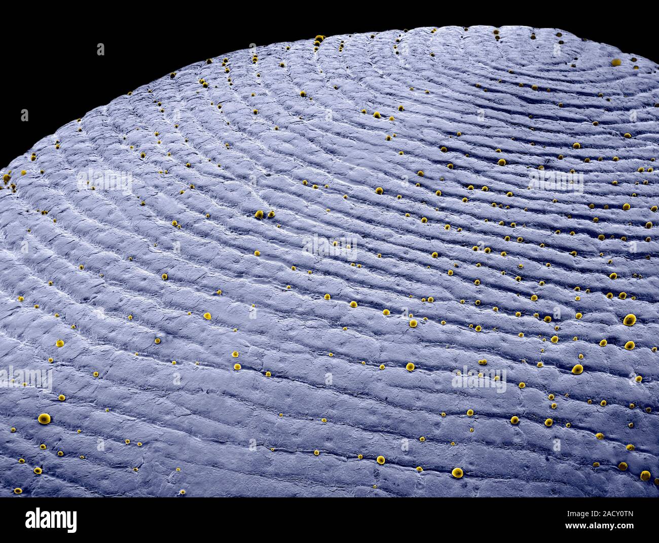 Fingertip skin, coloured environmental scanning electron micrograph ...