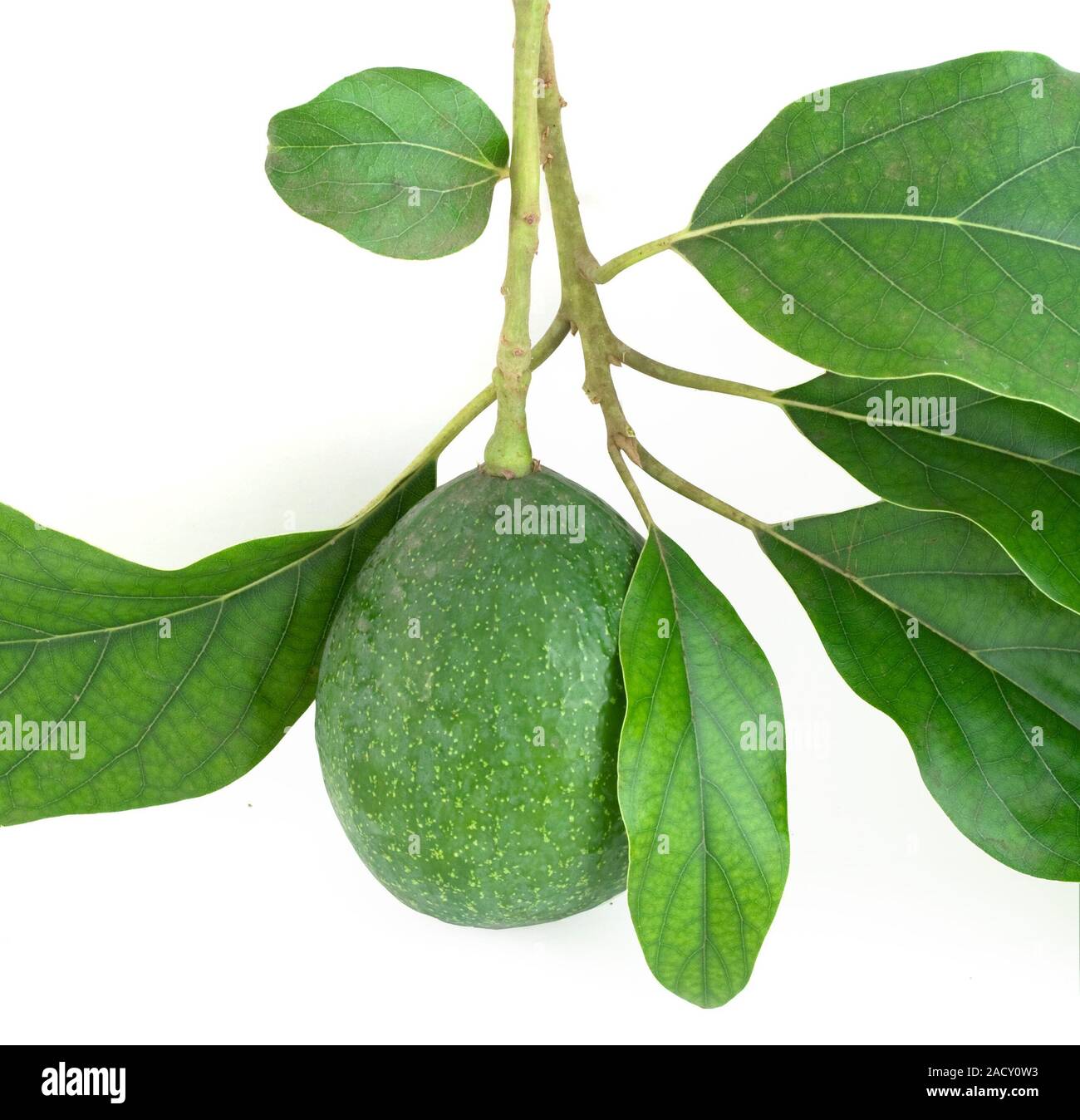 Branch of avocado Stock Photo - Alamy