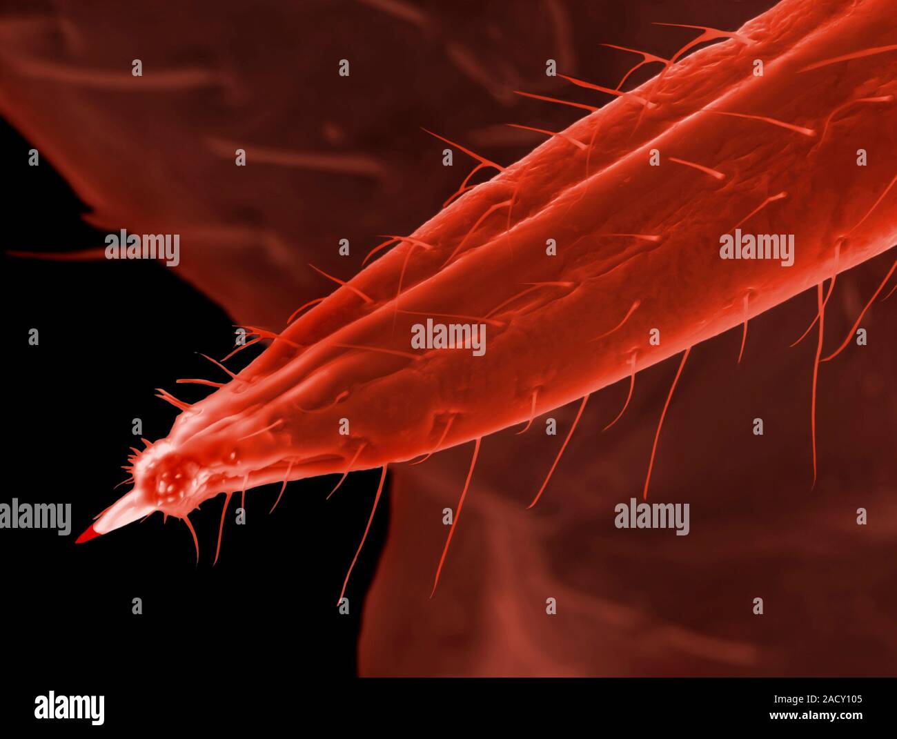 Bed bug (Cimex lectularius) rostrum, coloured environmental scanning ...