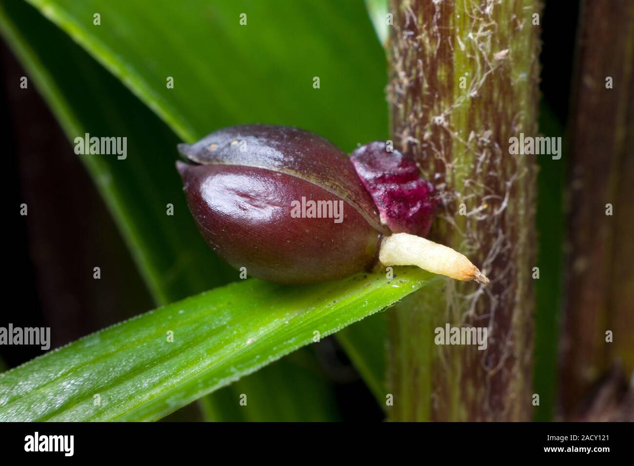 An axillary stem bulbil of the Tiger lily, Lilium lancifolium ...