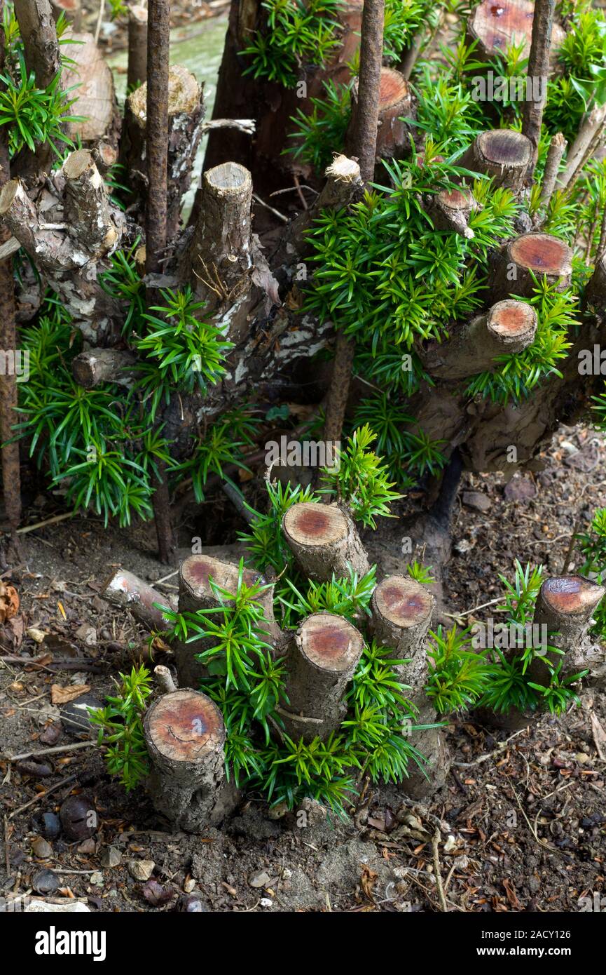 The base of an Irish yew, Taxus baccata Fastigiata", growing in a ...