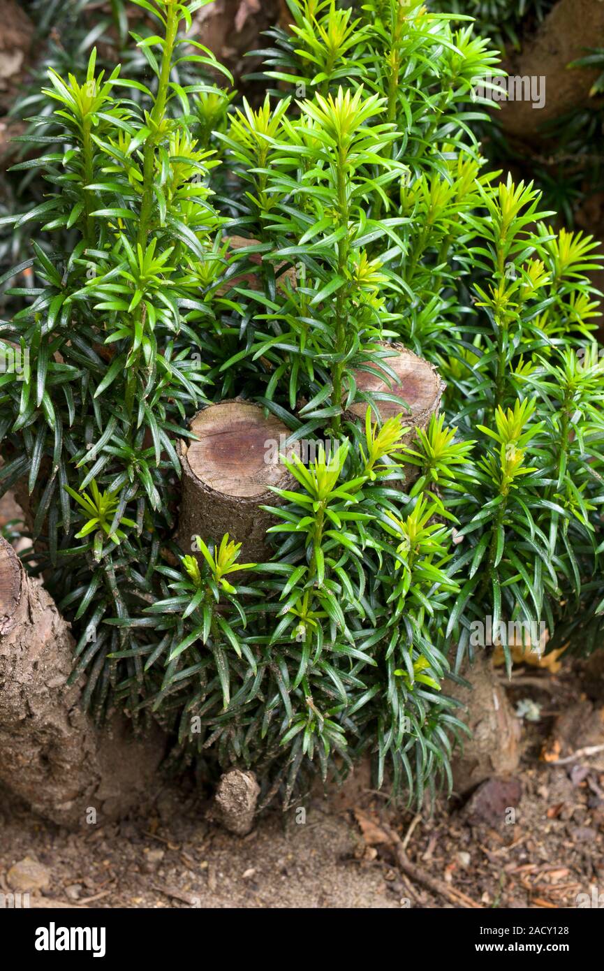 The base of an Irish yew, Taxus baccata Fastigiata", growing in a ...