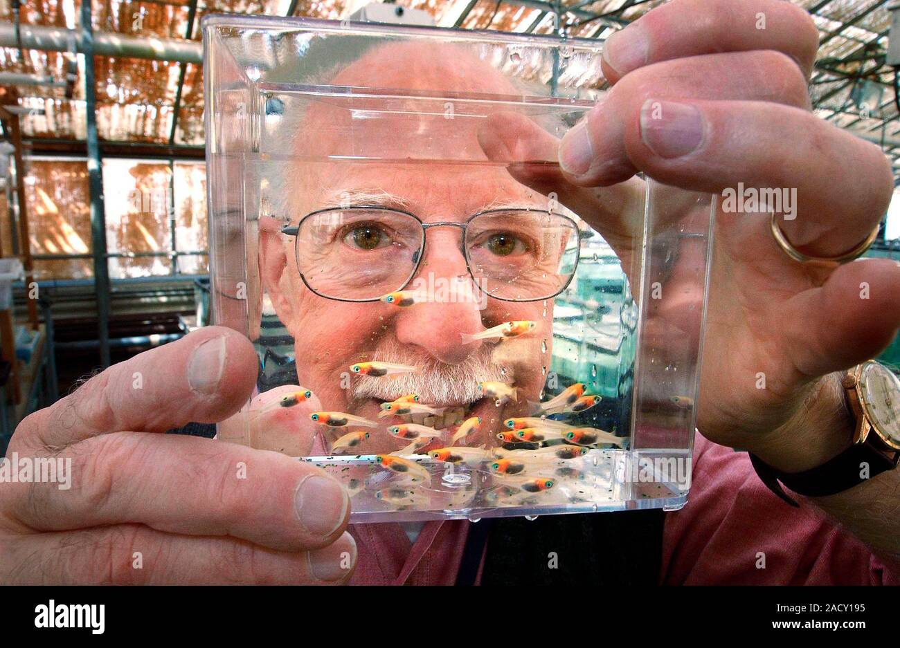 Skin cancer research. Researcher studying tropical fish as part of ...