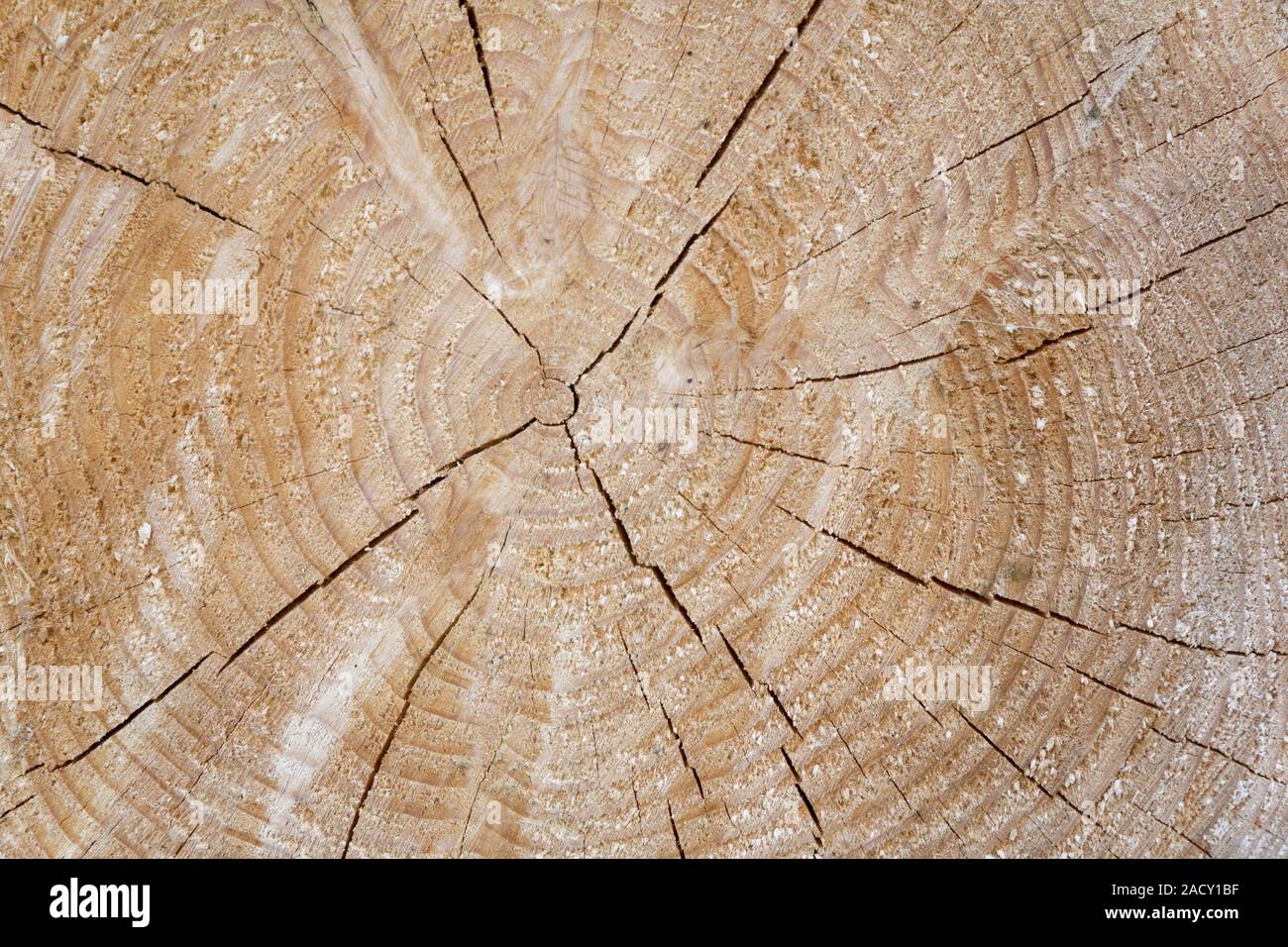 Cross section of a tree trunk with annual rings Stock Photo - Alamy