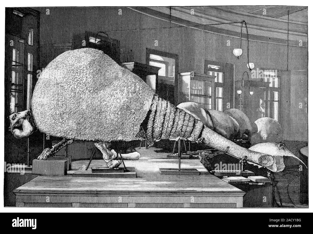 Doedicurus fossil. 19th-century artwork of a fossil specimen of ...