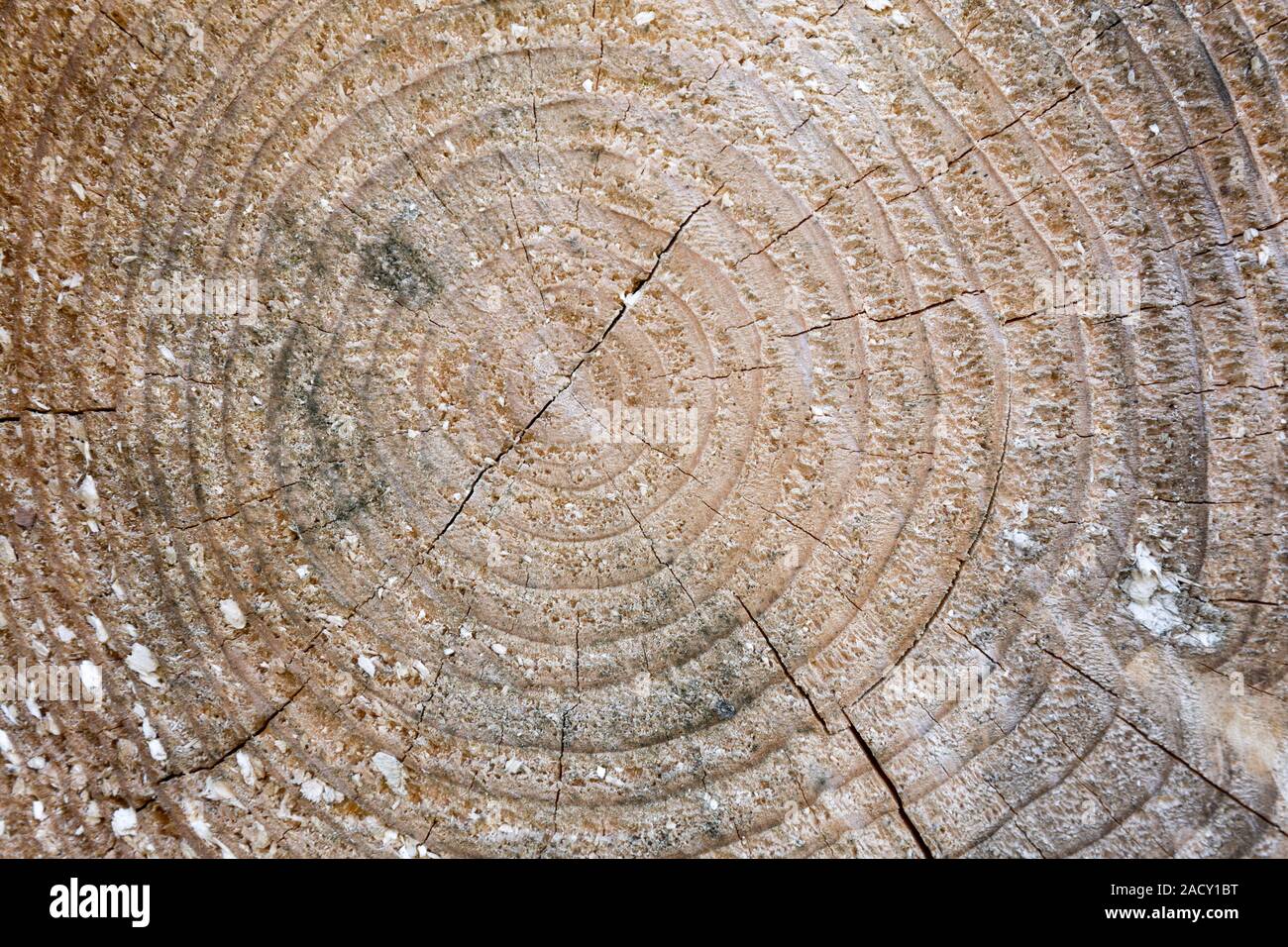 Cross section of a tree trunk with annual rings Stock Photo - Alamy