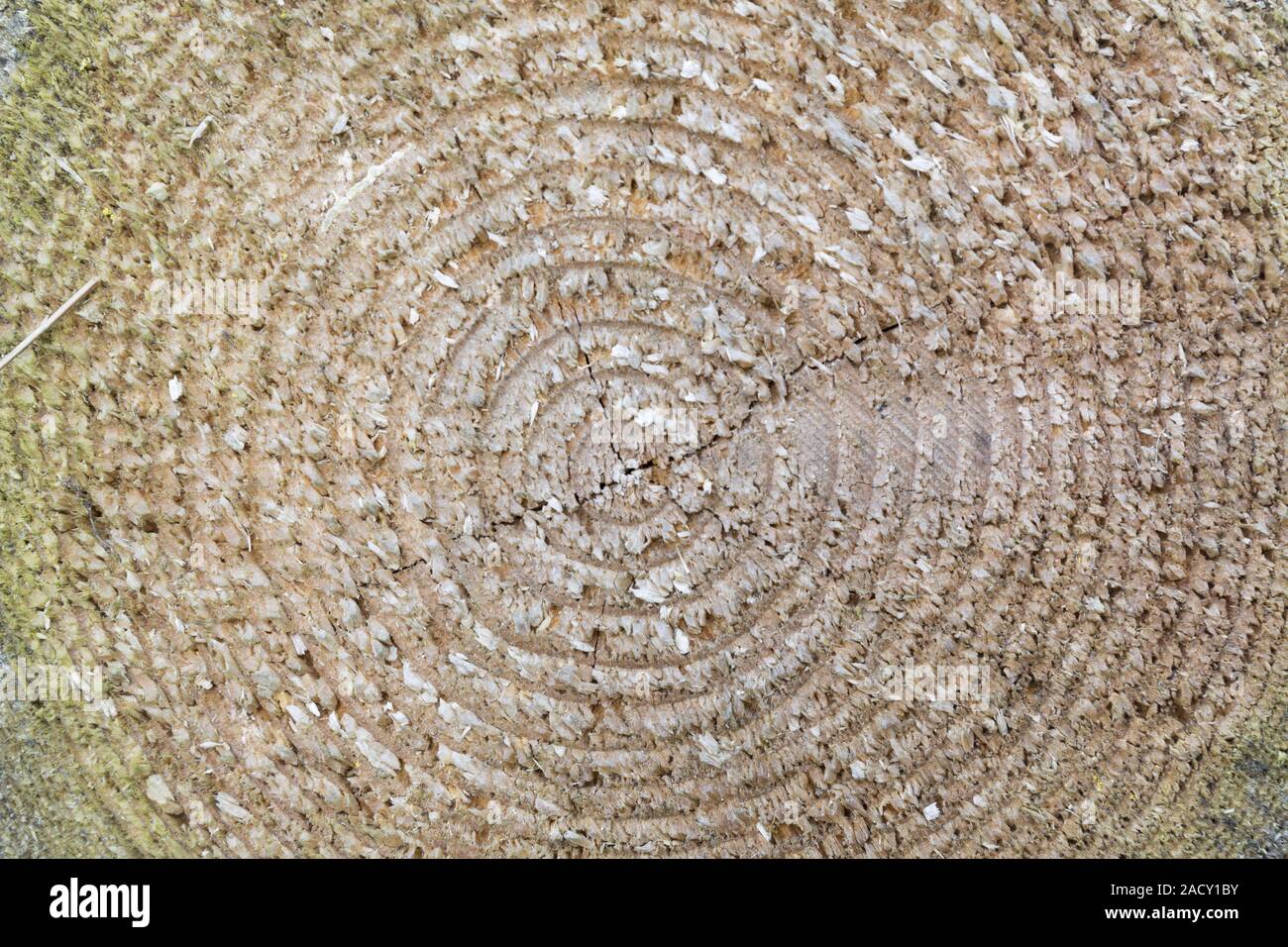 Cross section of a tree trunk with annual rings hi-res stock ...