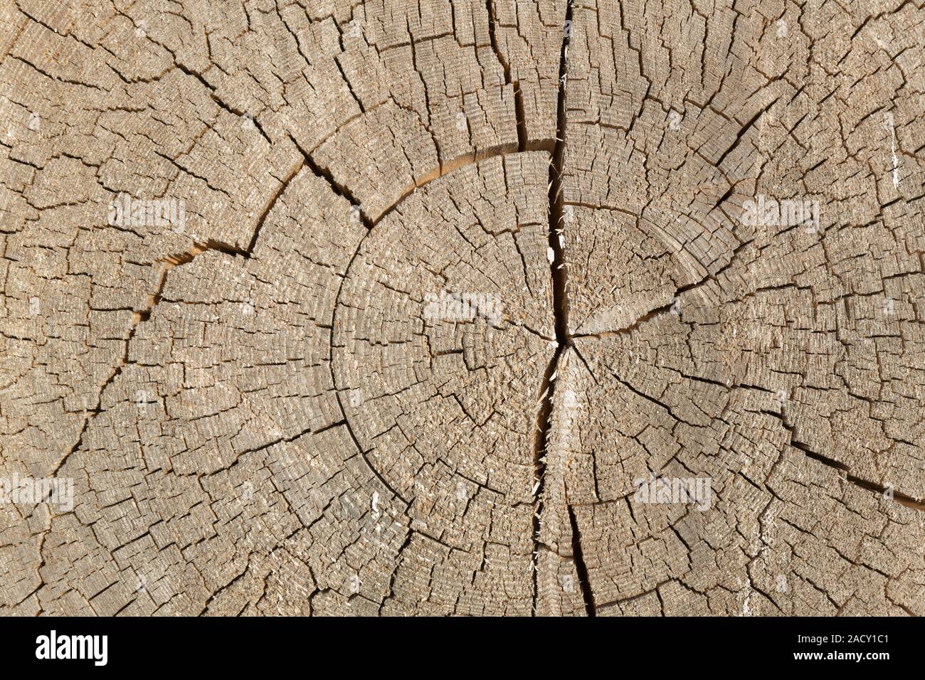Cross section of a tree trunk with annual rings Stock Photo - Alamy