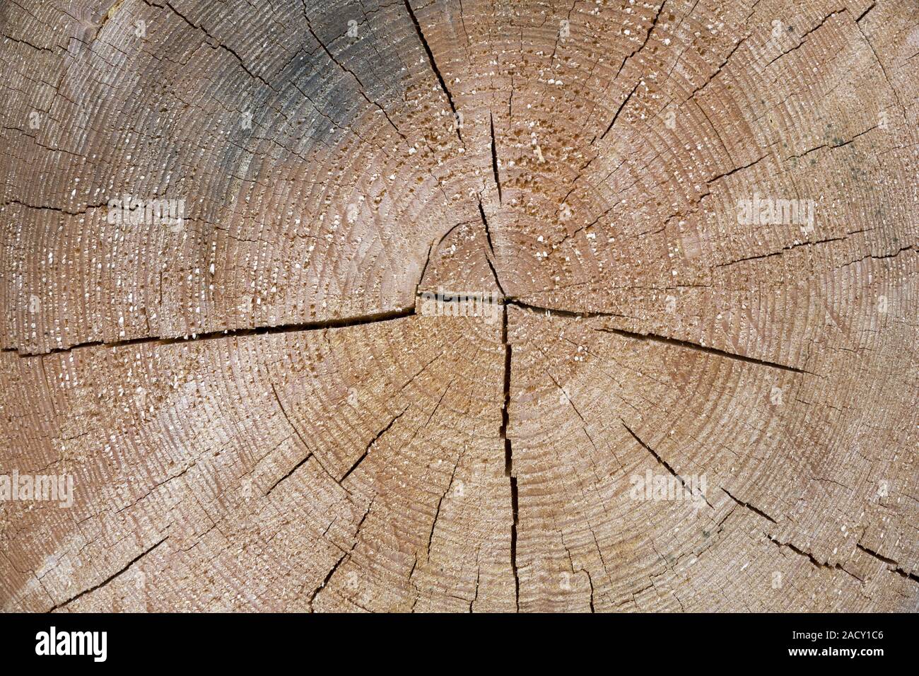 Cross section of a tree trunk with annual rings Stock Photo - Alamy