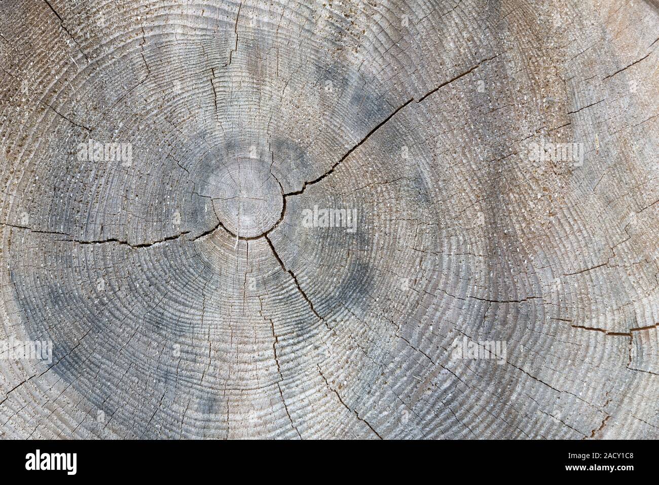 Cross section of a tree trunk with annual rings Stock Photo - Alamy