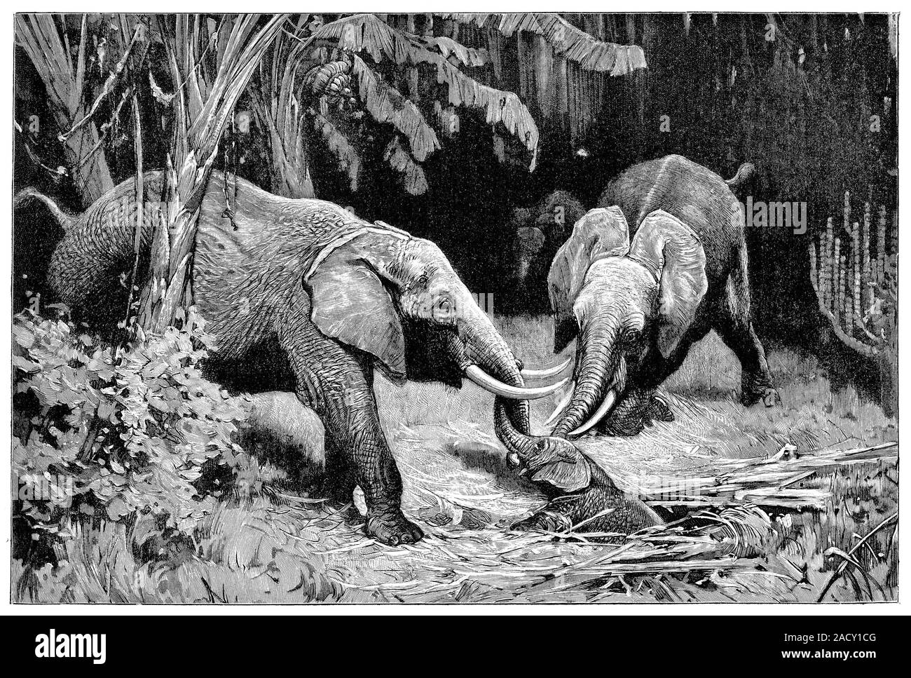 Rescue by African elephants. 19th-century artwork of African elephants ...