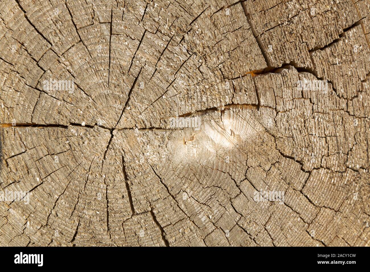 Cross section of a tree trunk with annual rings Stock Photo - Alamy
