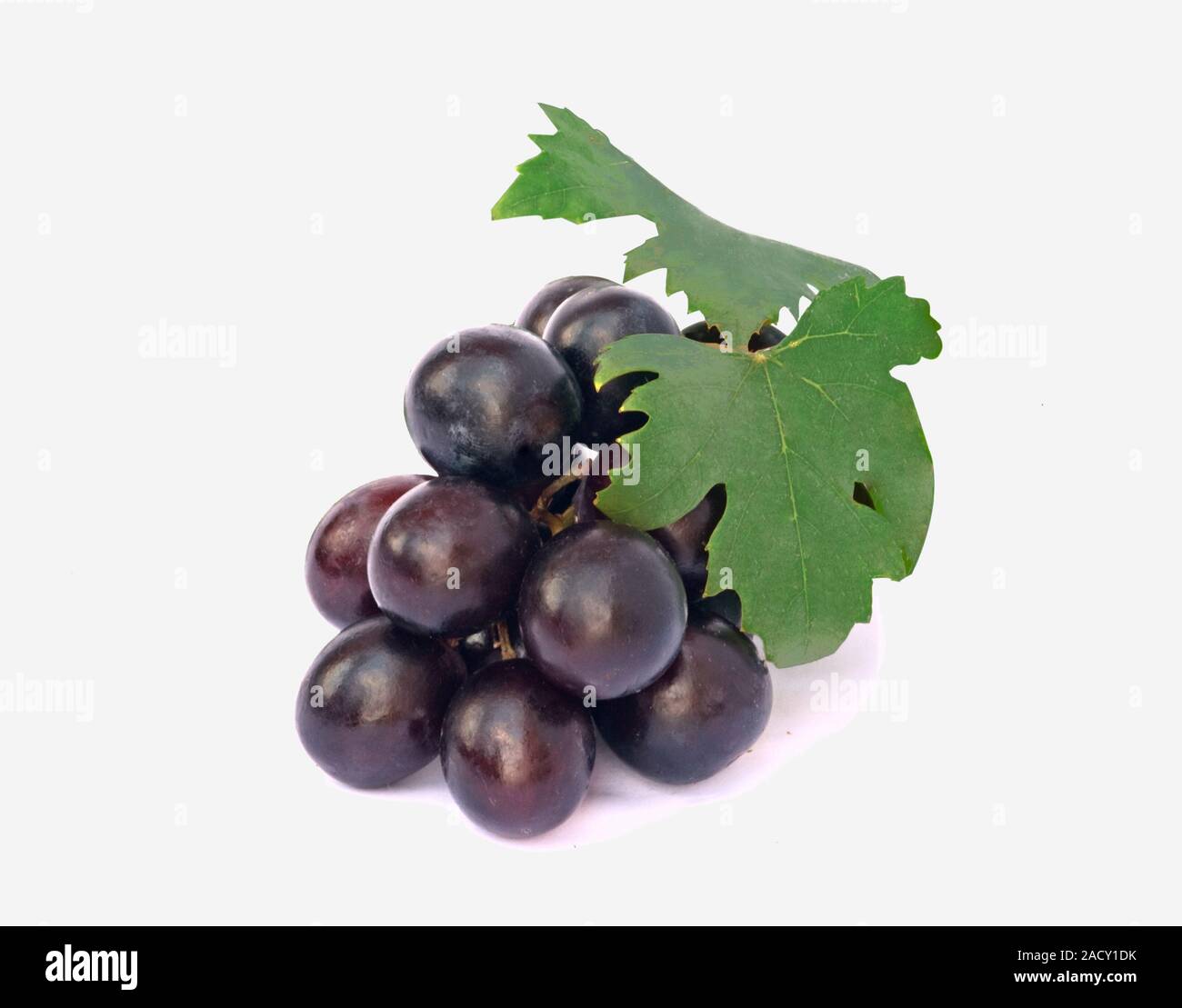 Grapevine isolated on white background Stock Photo - Alamy