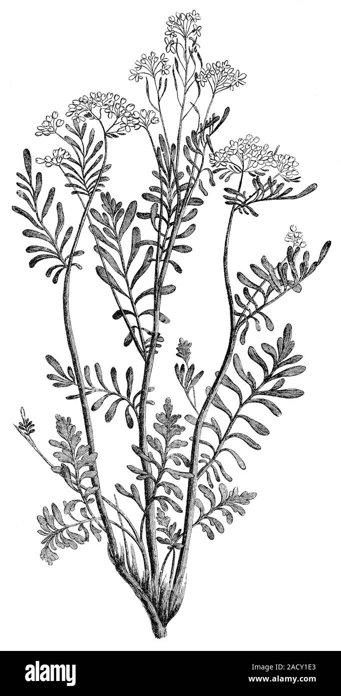 Sisymbrium flowering plant, 19th-century artwork. Sisymbrium plants ...